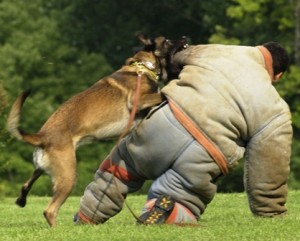 Proper K9 Decoy Training | School for Dog Trainers