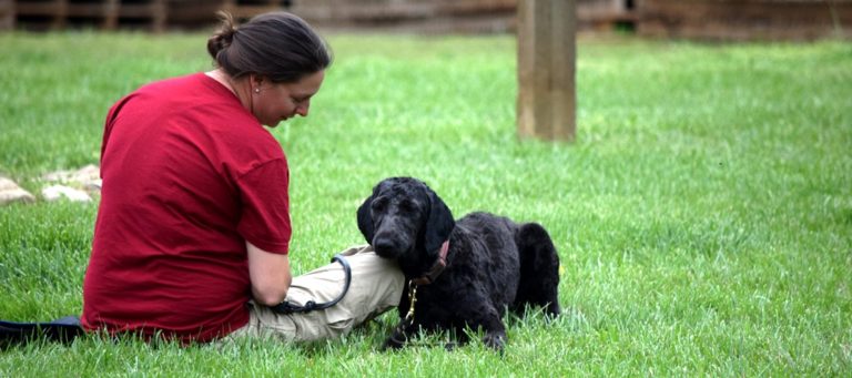 Service Dog Trainer School | School for Dog Trainers