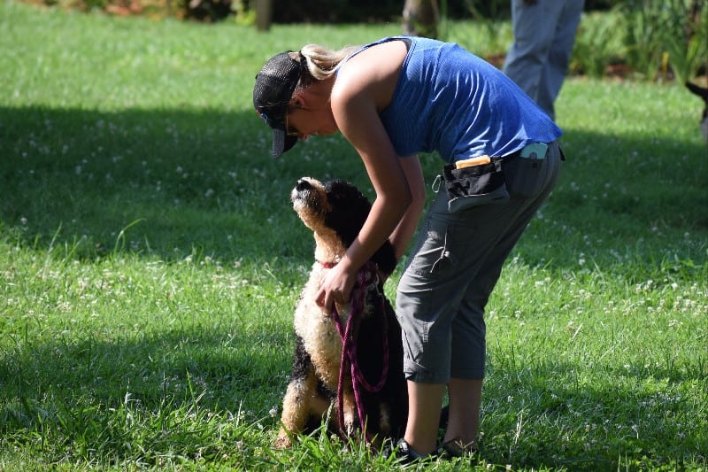 Dog Trainer School Programs That Create Successful Dog TrainersDog ...