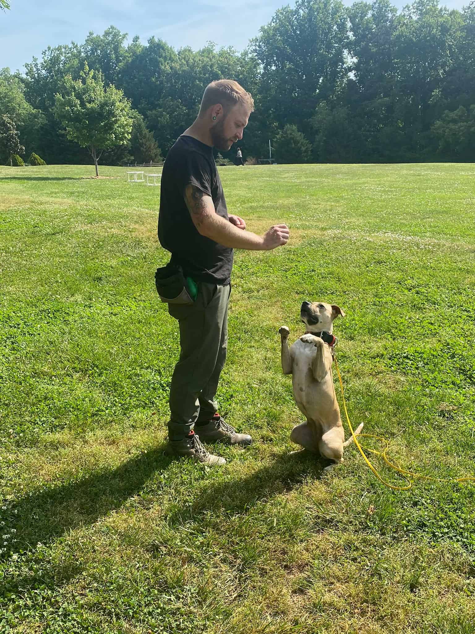 How To Become A (Good!) Dog Trainer | School for Dog Trainers