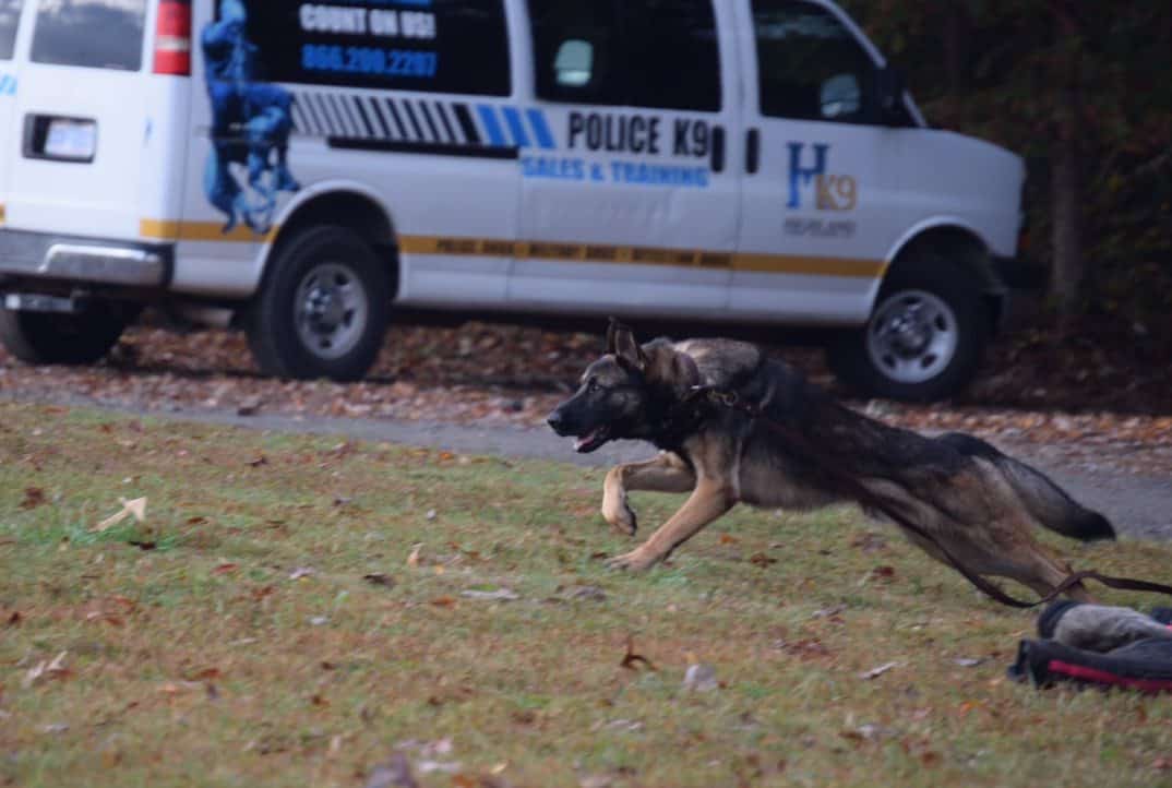 School for Dog Trainers: Become a Professional Dog Trainer