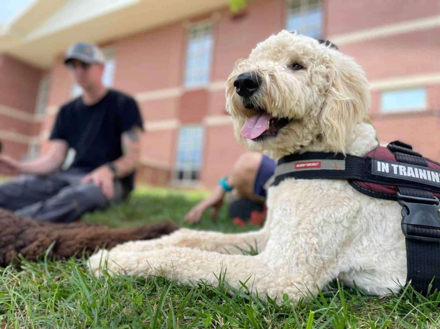 School for Dog Trainers: Become a Professional Dog Trainer