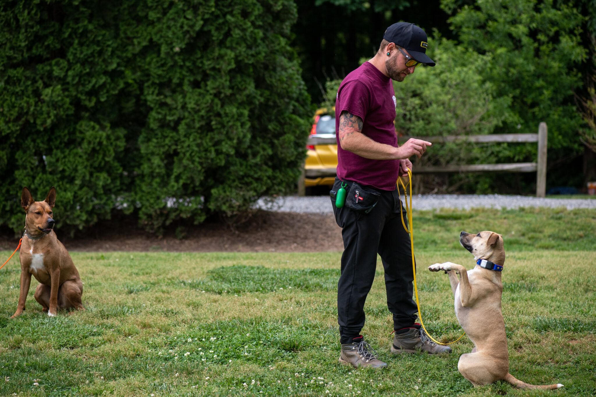 Which Program At The School For Dog Trainers Is Right For You? | School ...