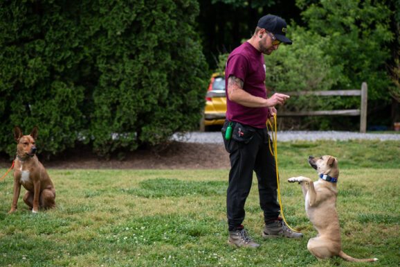 Which Program At The School For Dog Trainers Is Right For You? | School ...
