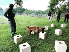 How To Become A Detection Dog Trainer | School for Dog Trainers