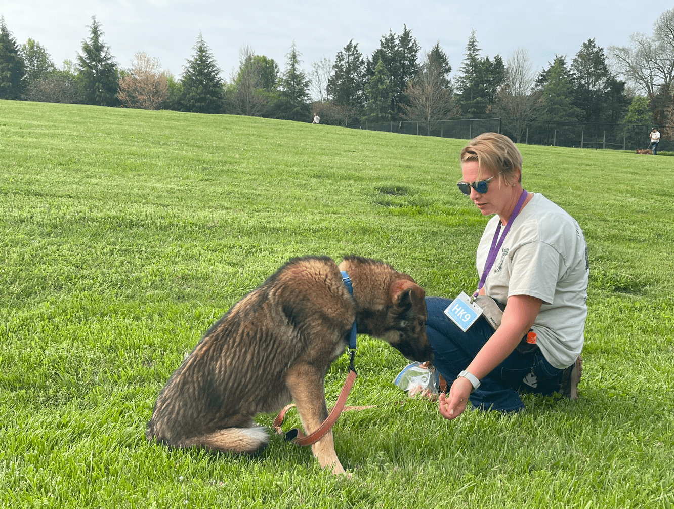 How To Become A Dog Trainer | School for Dog Trainers