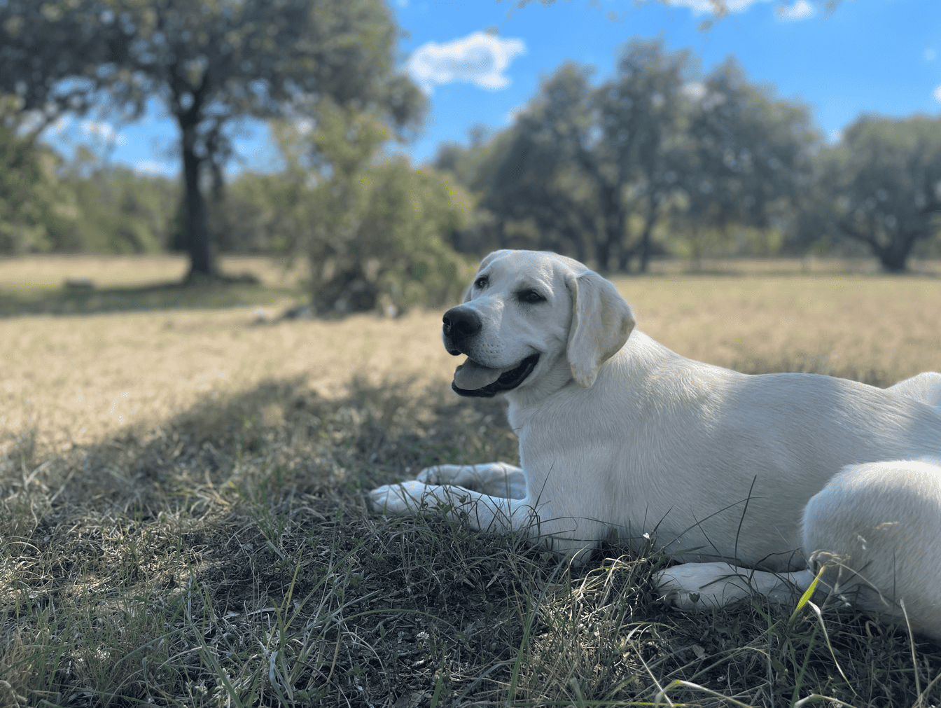 Hill Country Campus | School for Dog Trainers