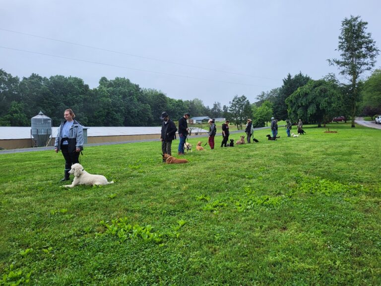 School for Dog Trainers: Become a Professional Dog Trainer