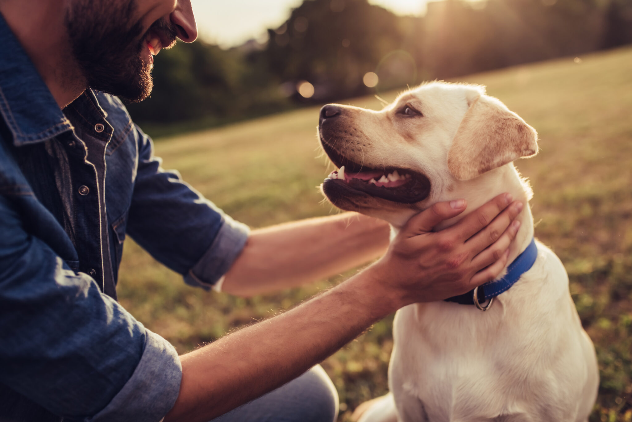 School for Dog Trainers: Become a Professional Dog Trainer