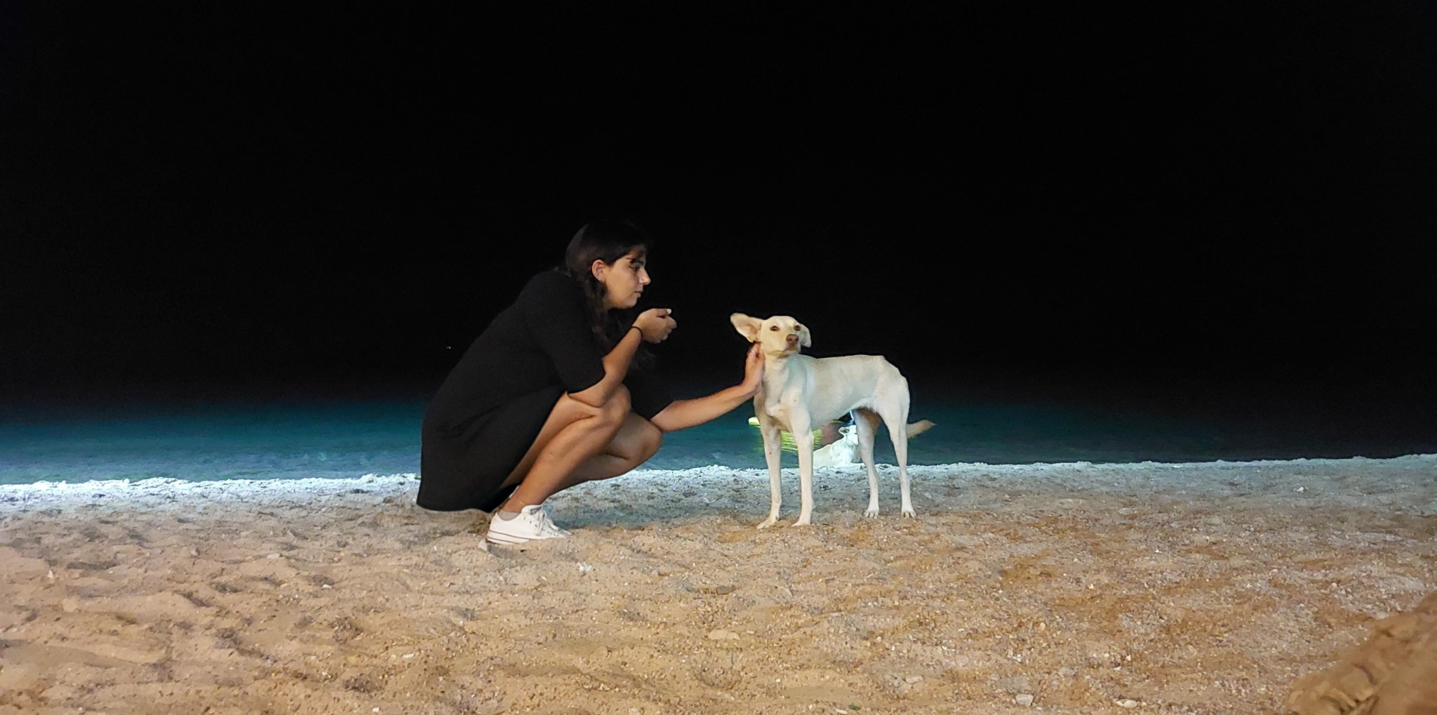 School for Dog Trainers: Become a Professional Dog Trainer