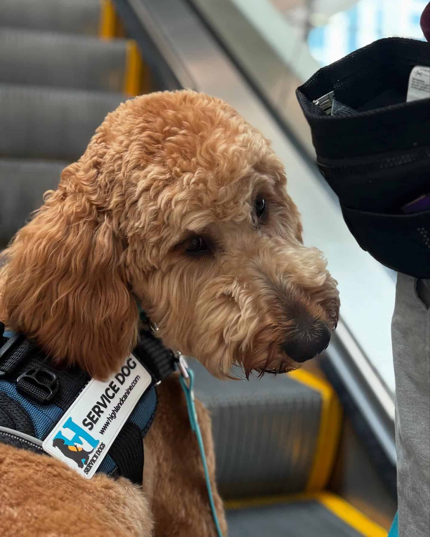 What Are The Different Types Of Service Dogs? | School for Dog Trainers