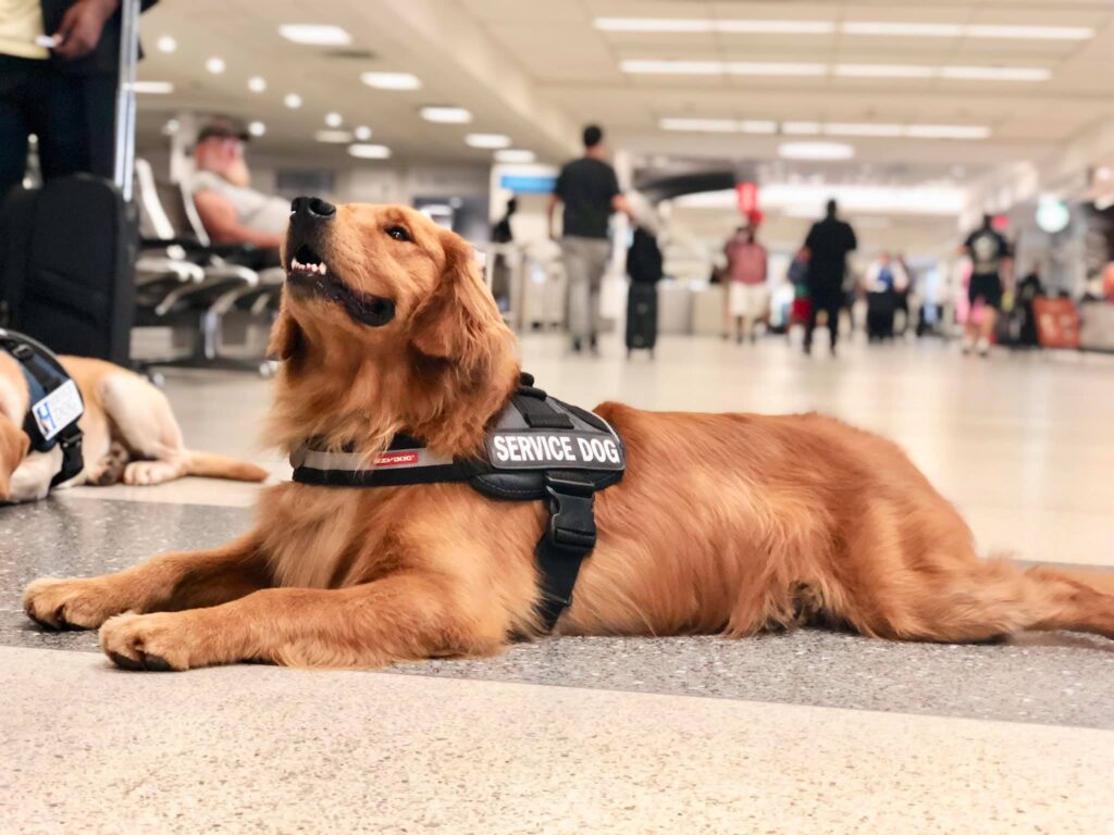 How Service Dog Trainers Help Prepare Service Dogs For The Real World ...