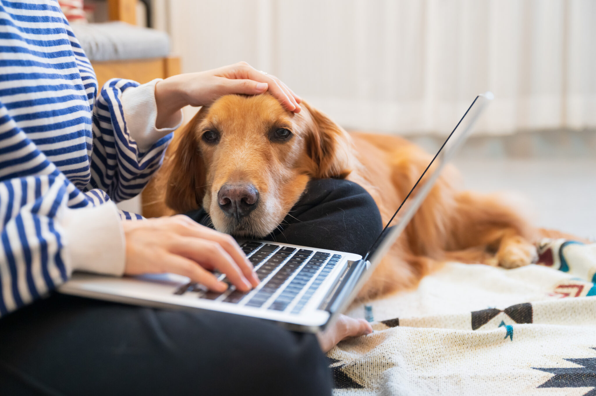 School for Dog Trainers: Become a Professional Dog Trainer